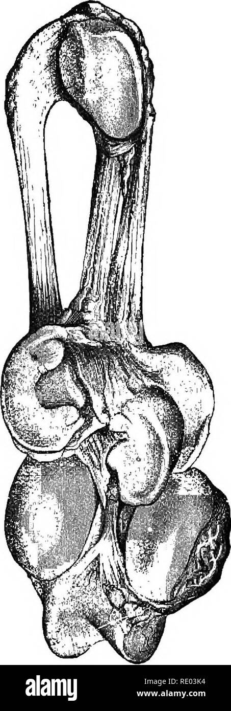. Diseases of cattle, sheep, goats and swine. Veterinary medicine. Fig ...