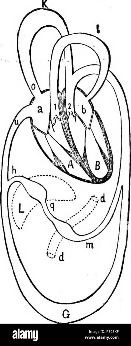 Pulmonary circulation scheme Black and White Stock Photos & Images - Alamy