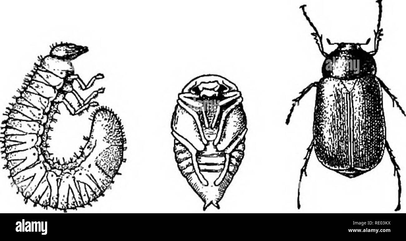 . Nature study and agriculture. Nature study; Agriculture. 208 INSECTS ...