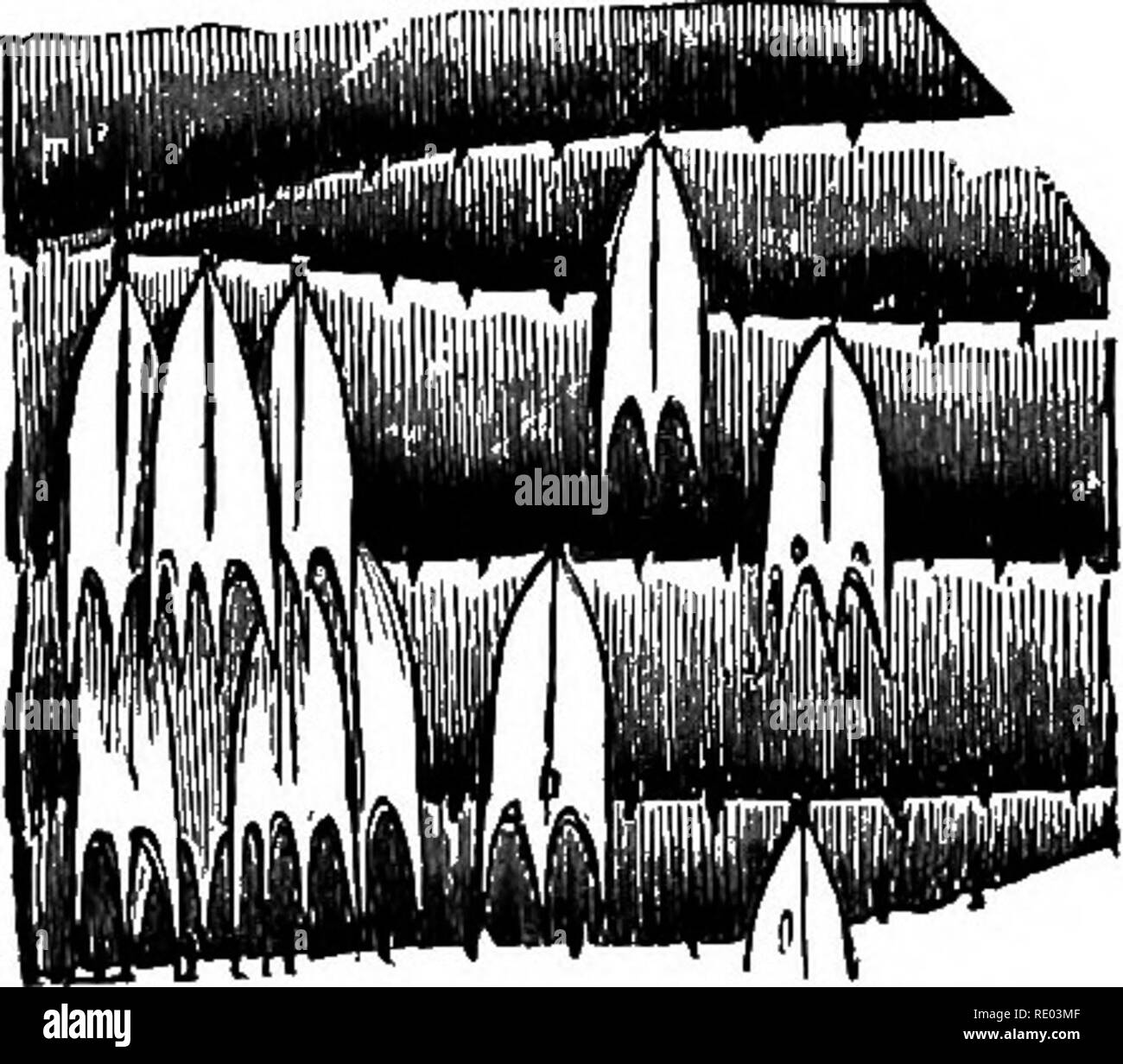 Closed butterfly wings Black and White Stock Photos & Images - Alamy