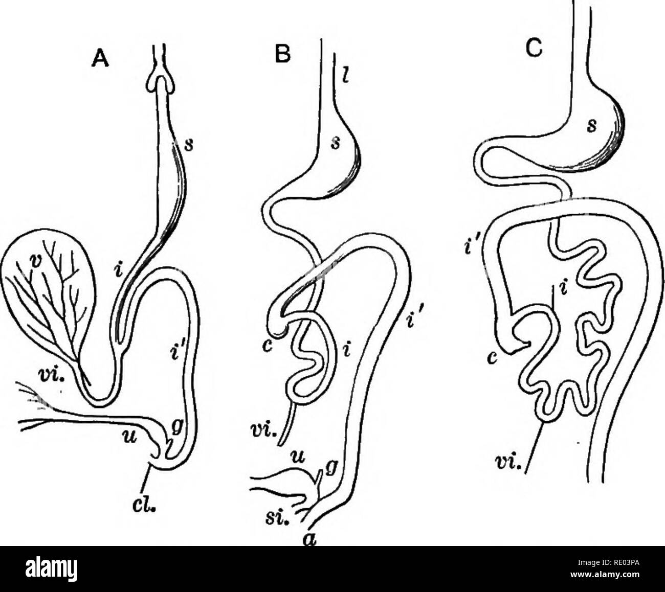 Diverticulum large intestine Black and White Stock Photos & Images - Alamy