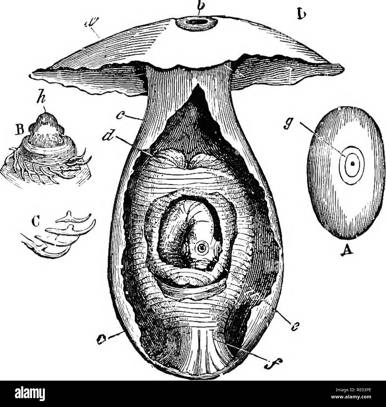 Sheep eat Black and White Stock Photos & Images - Alamy