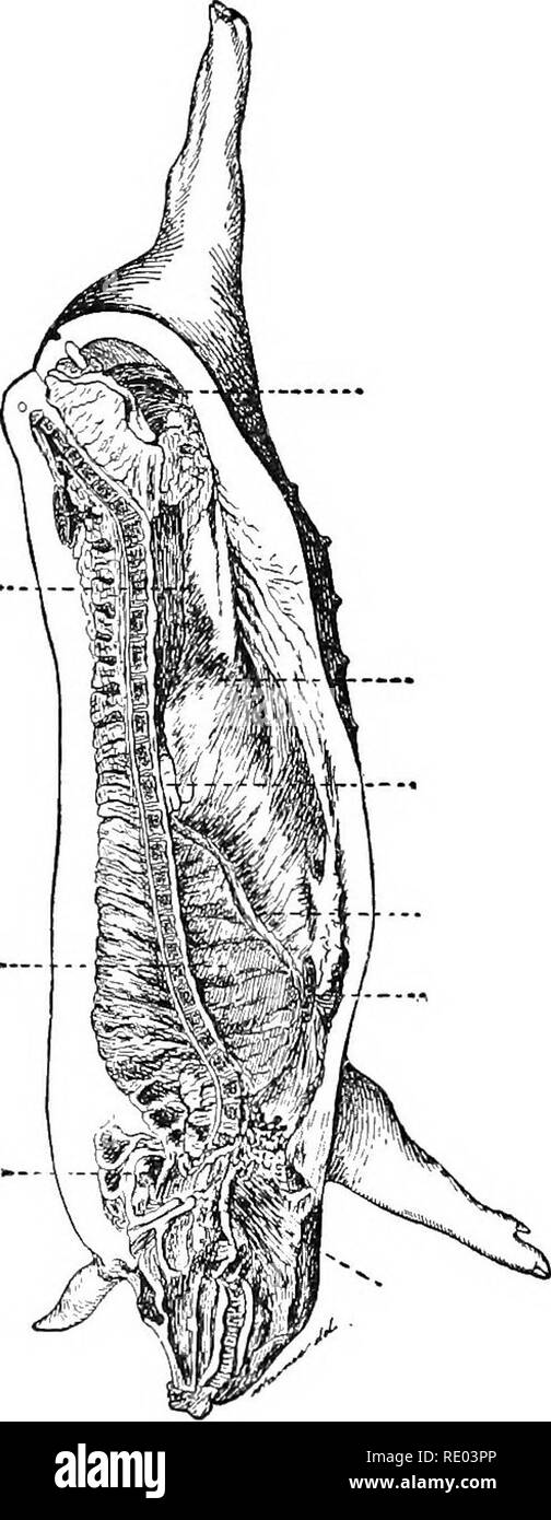 Lesions in meat Cut Out Stock Images & Pictures - Alamy