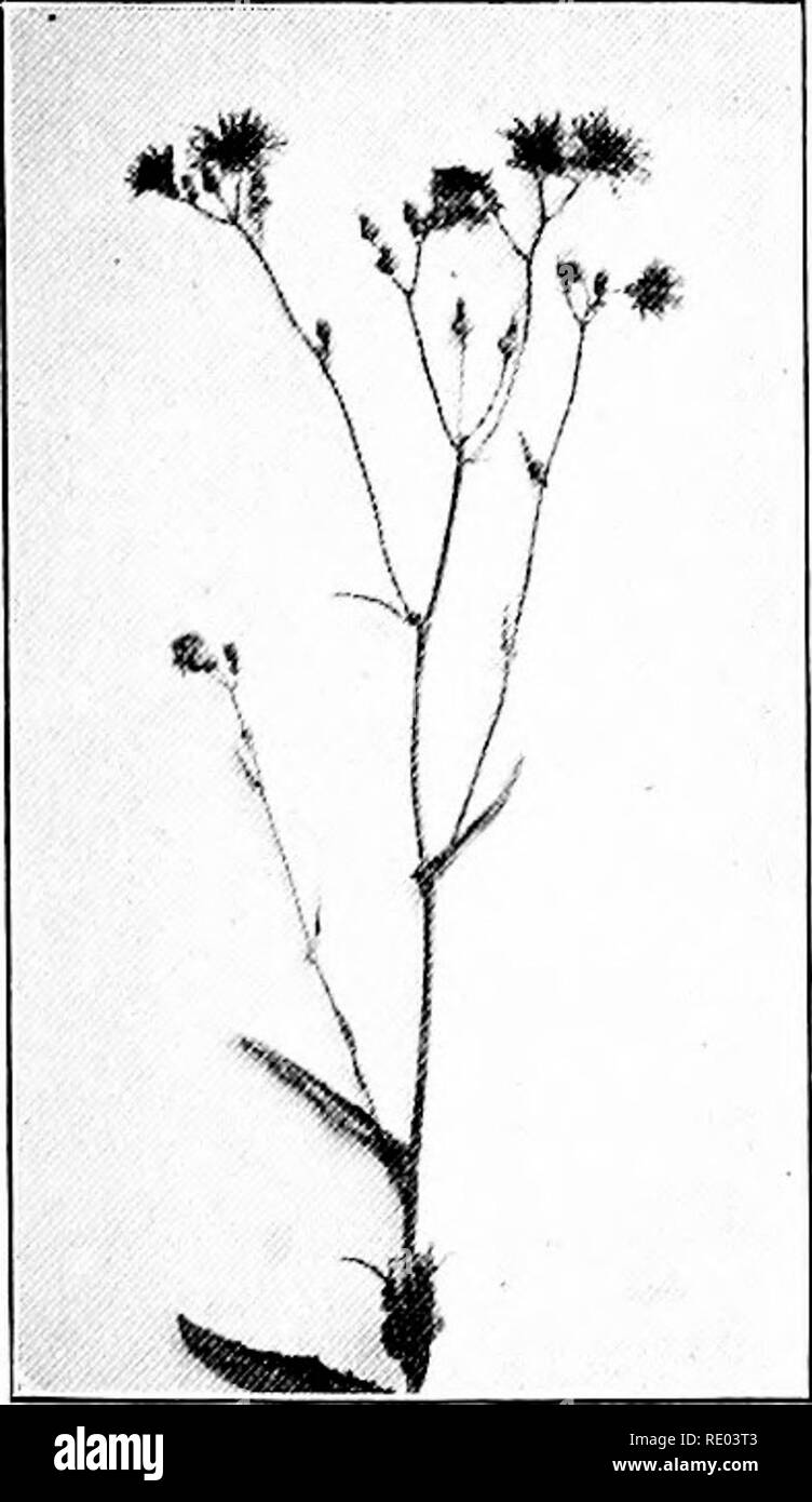 . Nature study and agriculture. Nature study; Agriculture. WEEDS 175 31 ...