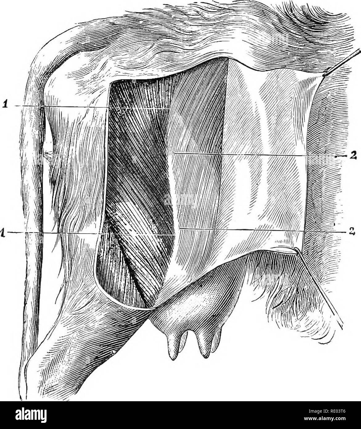 Anterior tibial muscle hi-res stock photography and images - Alamy