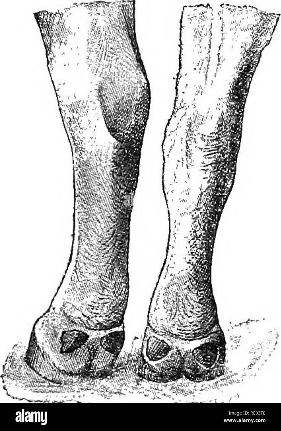 . Diseases of cattle, sheep, goats and swine. Veterinary medicine. 68 ...