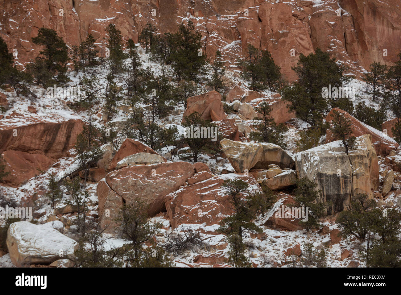 Pinon pine new mexico hi-res stock photography and images - Alamy
