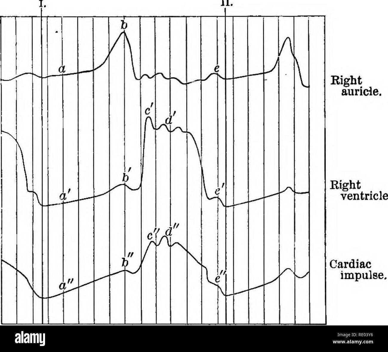 Cardiac cycle Black and White Stock Photos & Images - Alamy