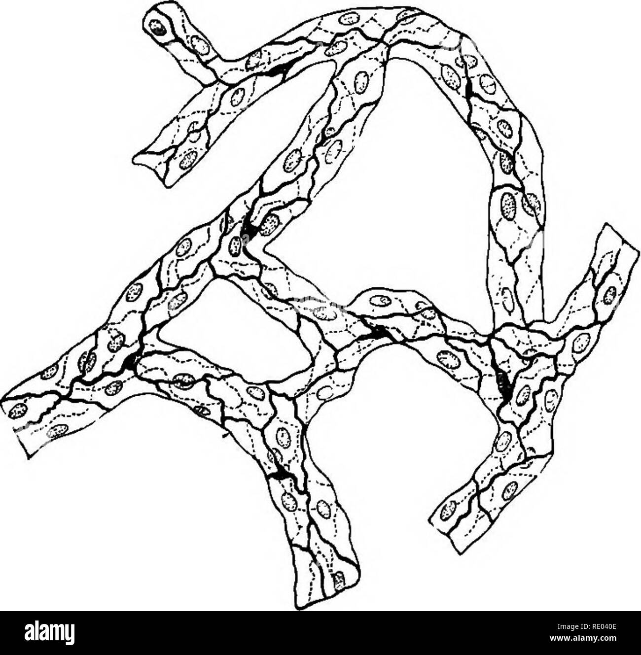 Prominent blood vessels hi-res stock photography and images - Alamy