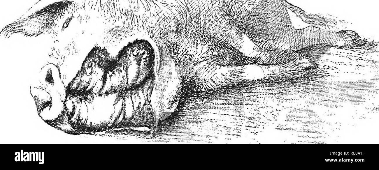 . Diseases of cattle, sheep, goats and swine. Veterinary medicine. 10 ...