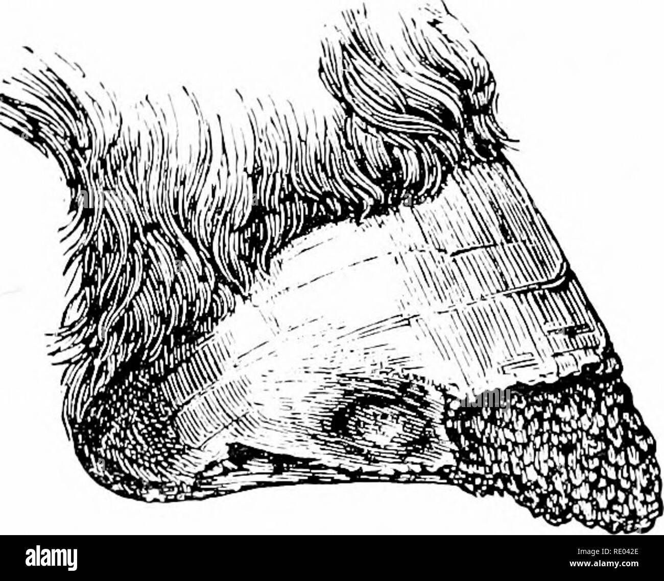 Sheep foot rot hi-res stock photography and images - Alamy