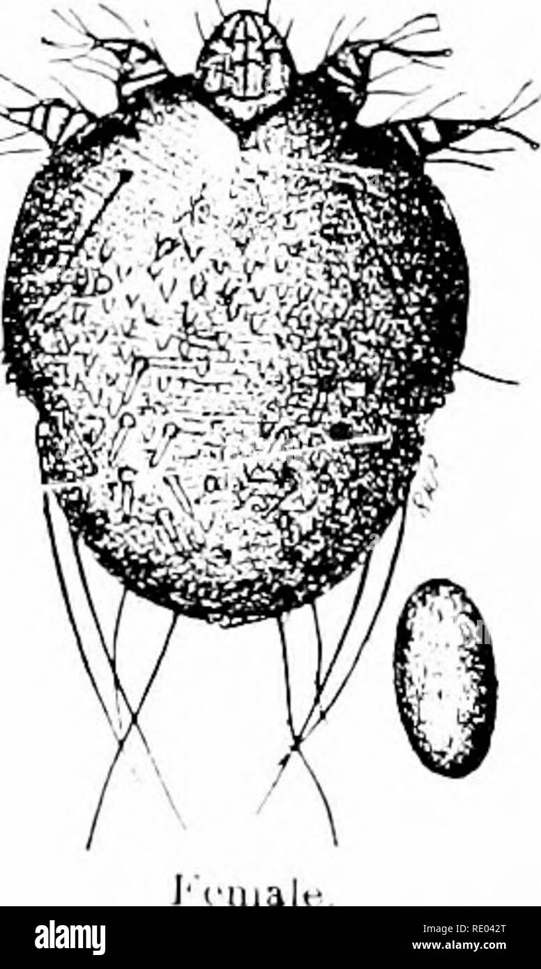 External parasites of sheep hi-res stock photography and images - Alamy