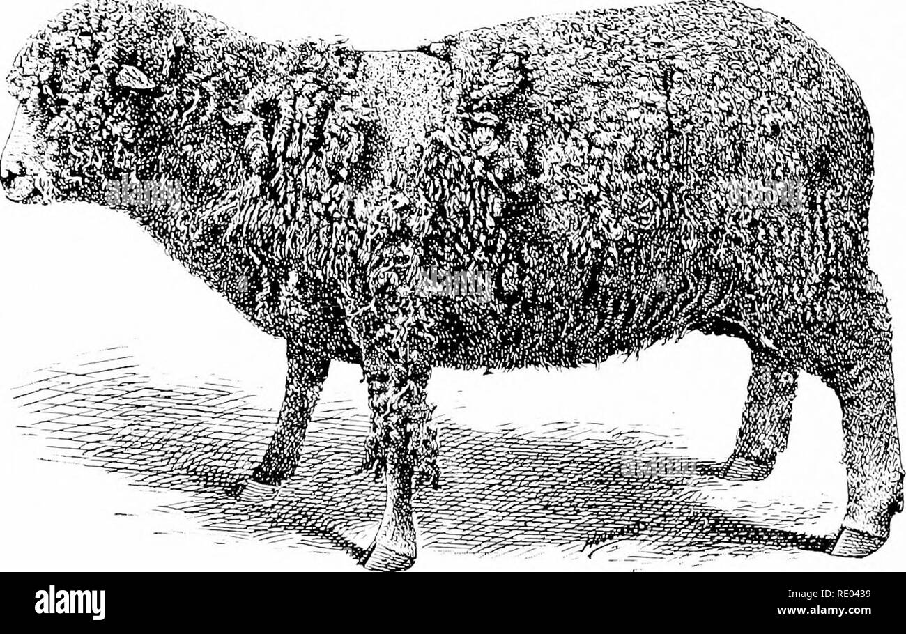 Sheep scab Cut Out Stock Images & Pictures - Alamy