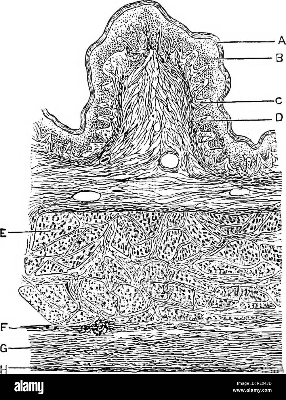 Abomasum Black and White Stock Photos & Images - Alamy
