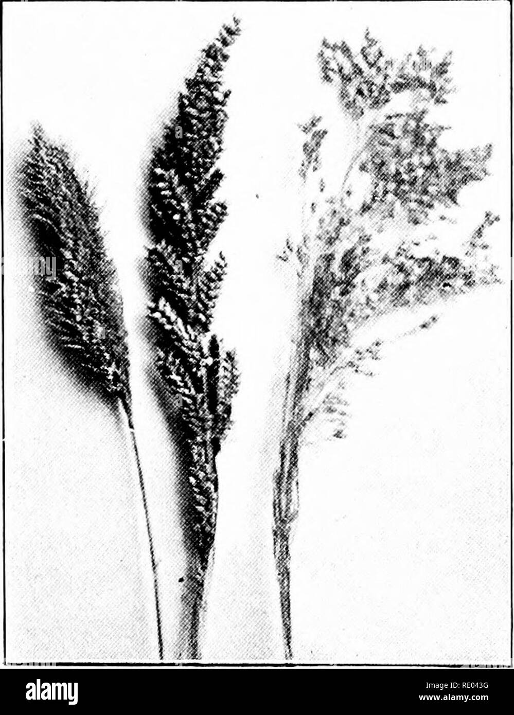 Millets plants Black and White Stock Photos & Images - Alamy