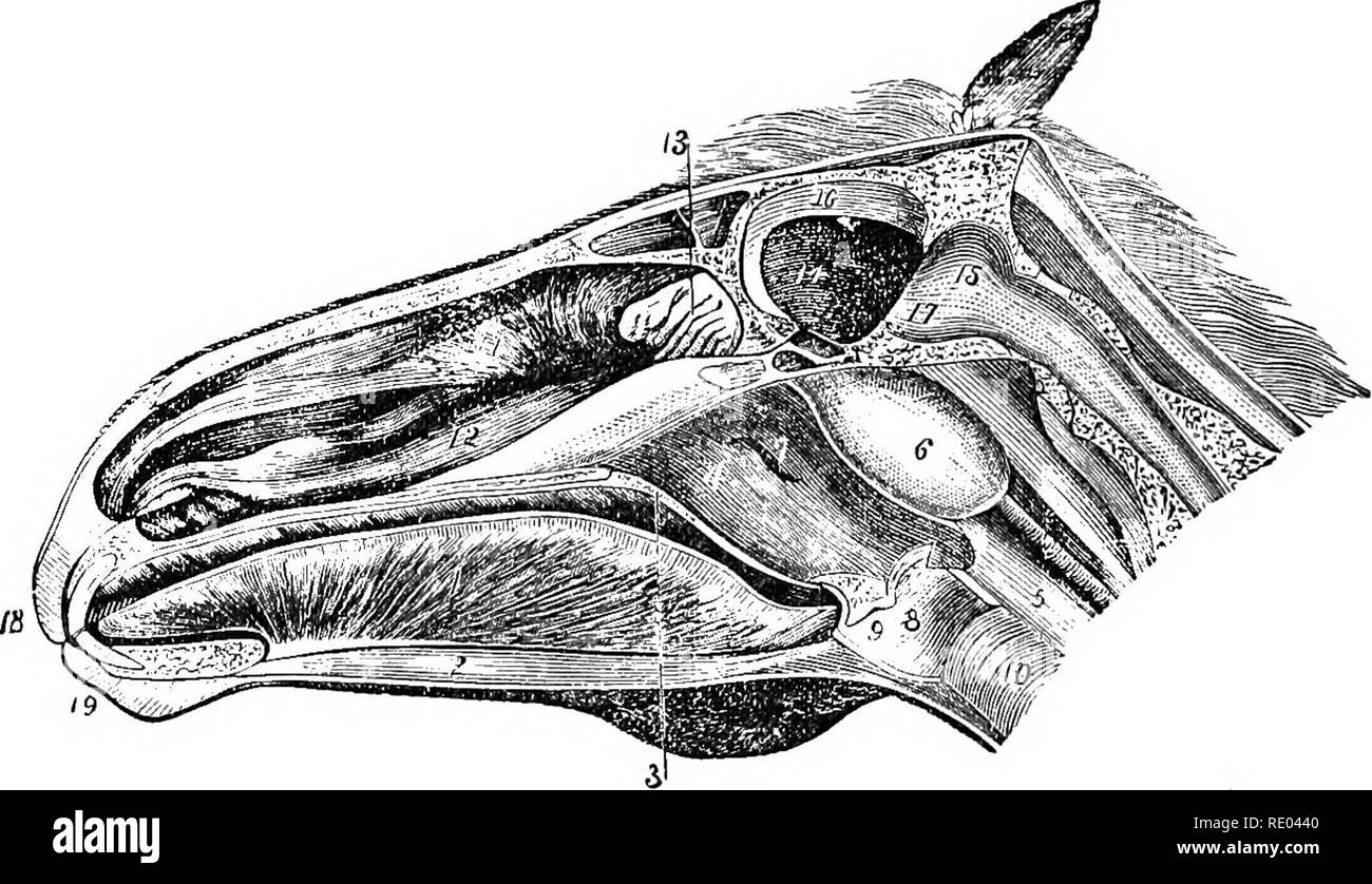 Pharynx horse hi-res stock photography and images - Alamy