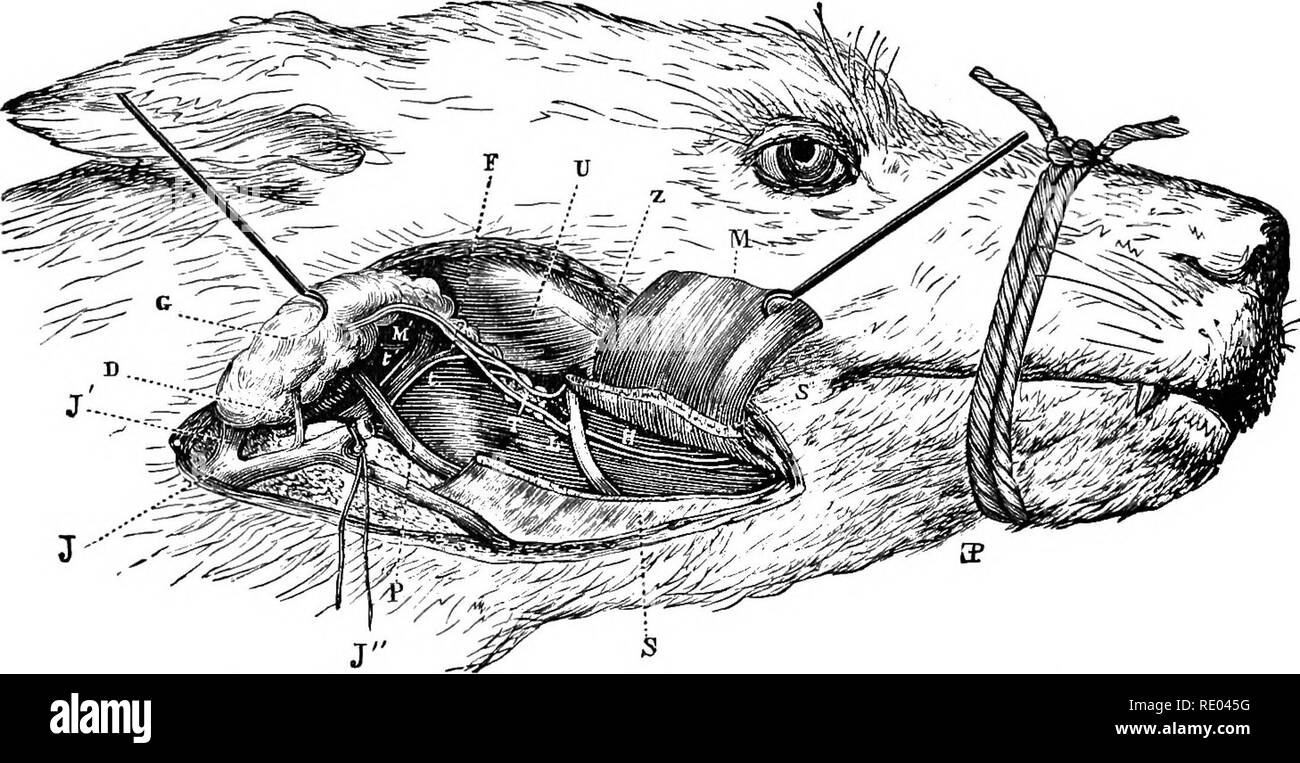 Digastric muscle Black and White Stock Photos & Images - Alamy