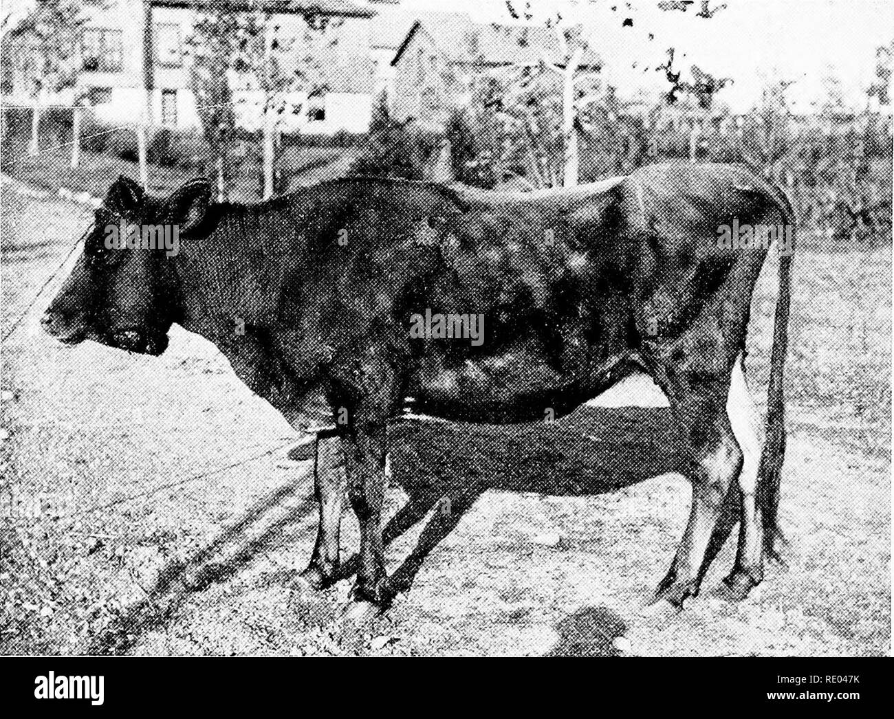 Lumpy jaw disease hi-res stock photography and images - Alamy