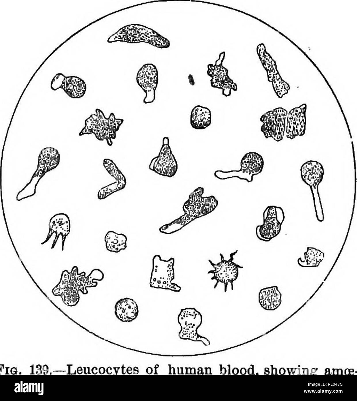 Biconcave Appearance