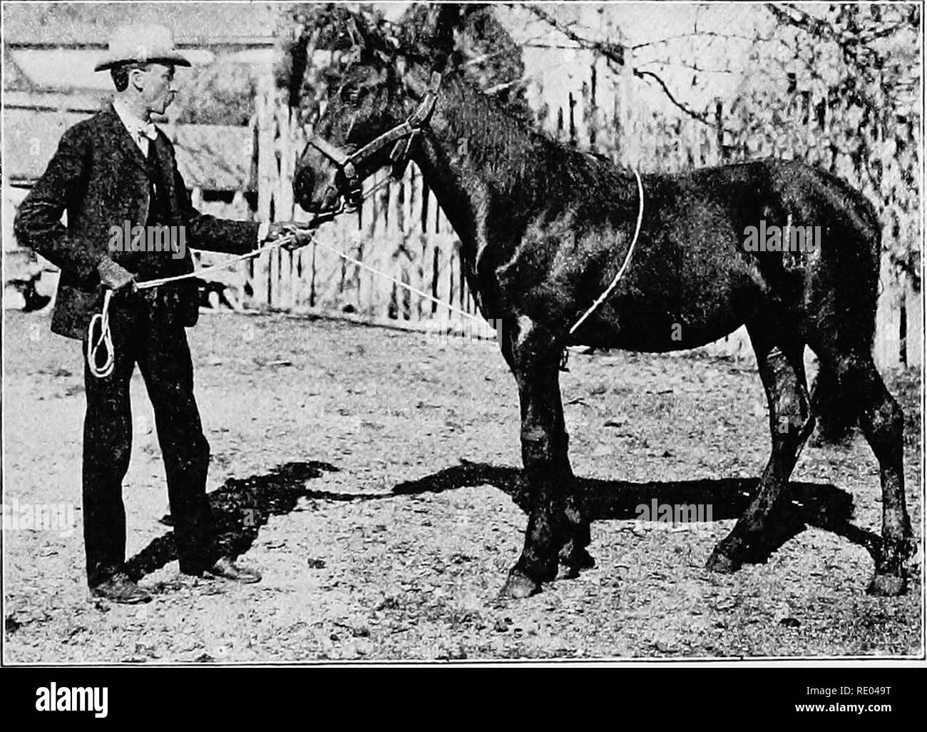 . The diseases of animals; a book of brief and popular advice on the ...