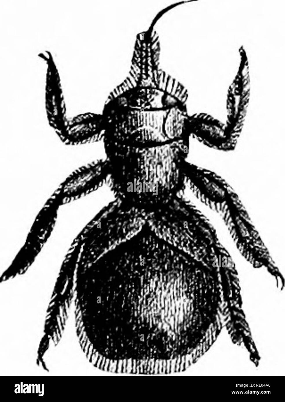 Tick in litter Black and White Stock Photos & Images - Alamy