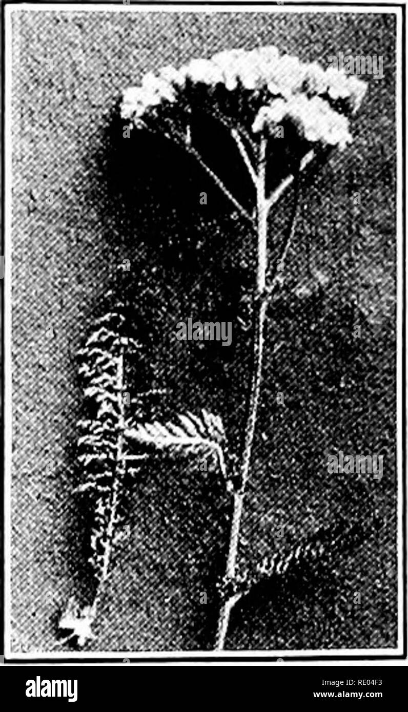 Silvery leaved yarrow hi-res stock photography and images - Alamy