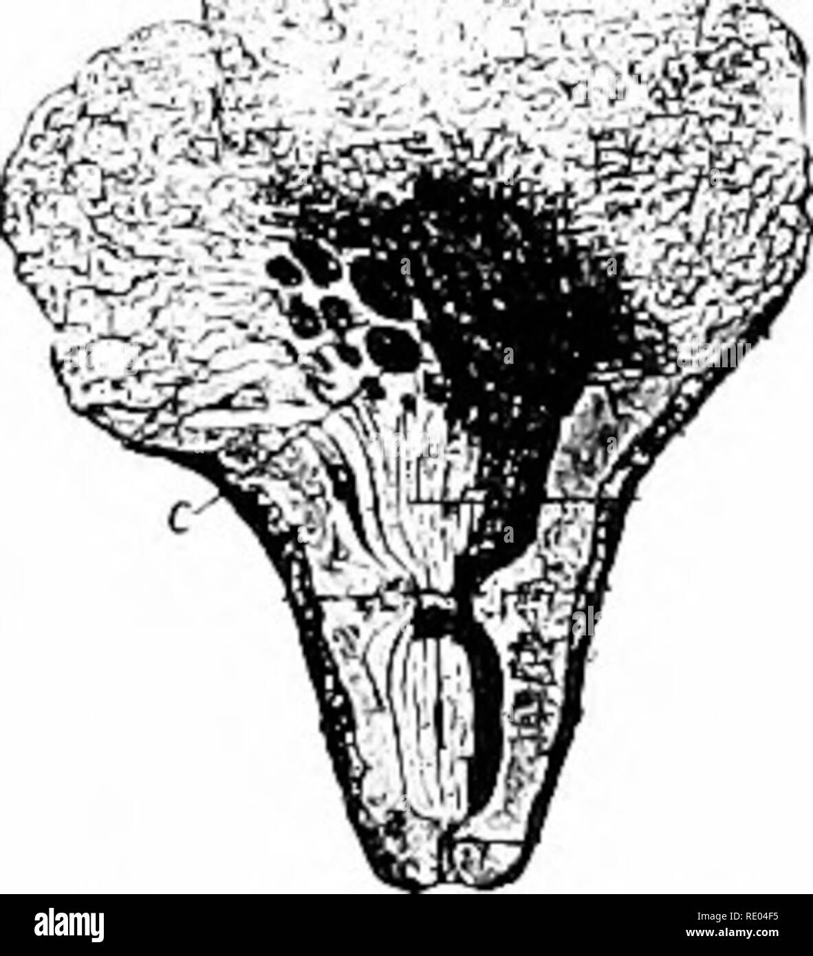 Udder anatomy hi-res stock photography and images - Alamy