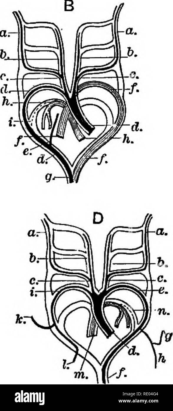 . A text-book of comparative physiology for students and practitioners ...