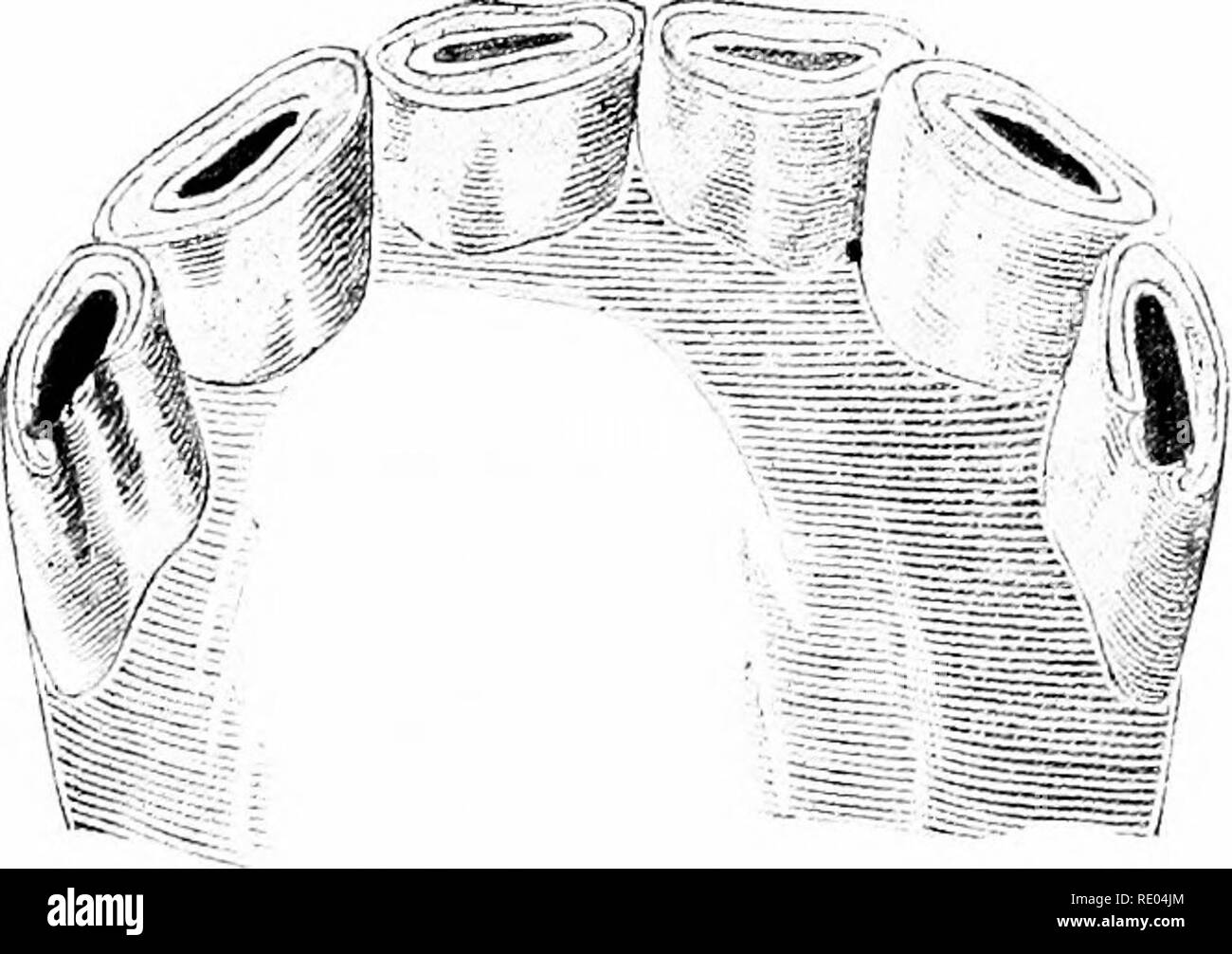 Lower jaw angles hi-res stock photography and images - Alamy