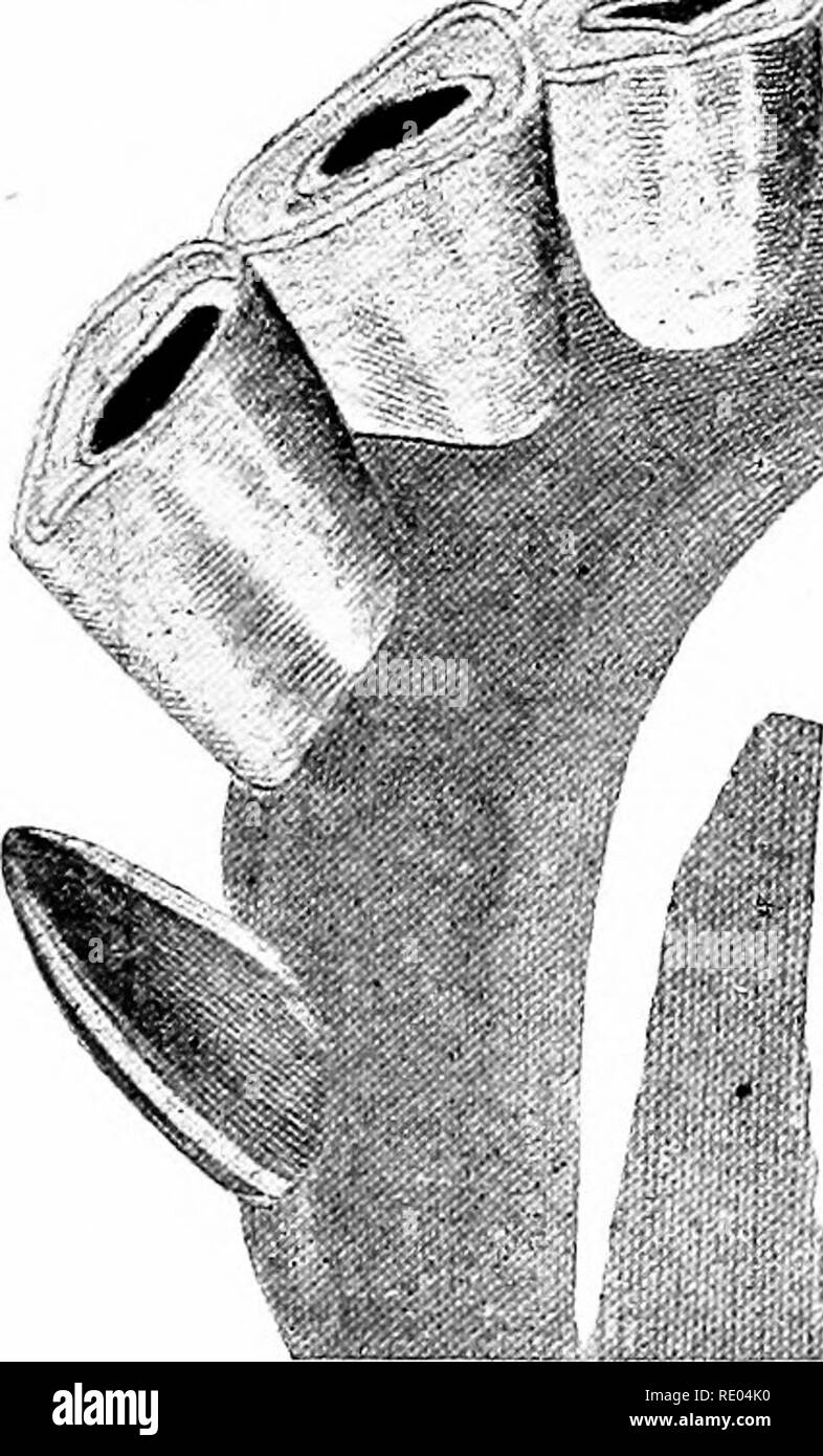 Hard bone tissue Black and White Stock Photos & Images - Alamy