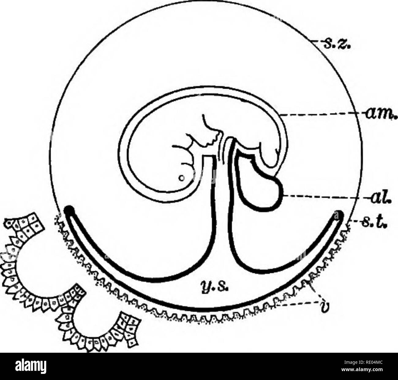 Bladder diagram Black and White Stock Photos & Images - Alamy