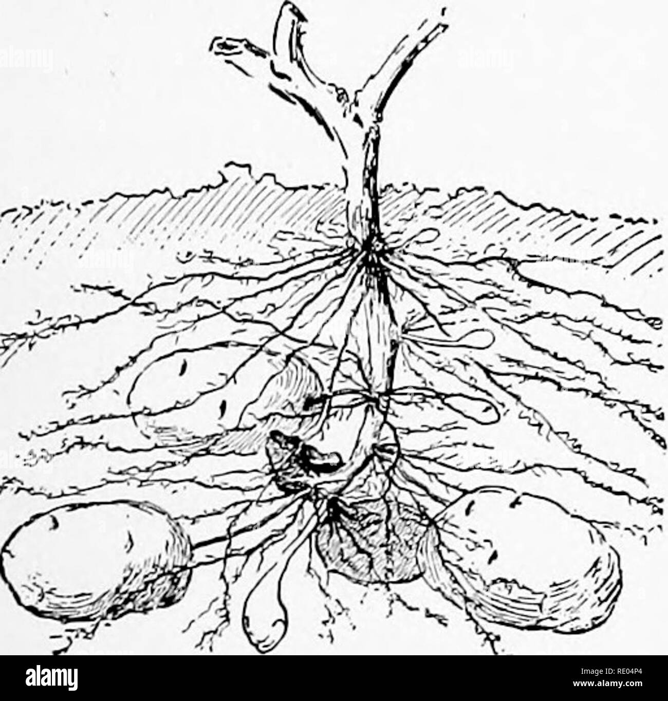 . Nature study and agriculture. Nature study; Agriculture. Underground ...