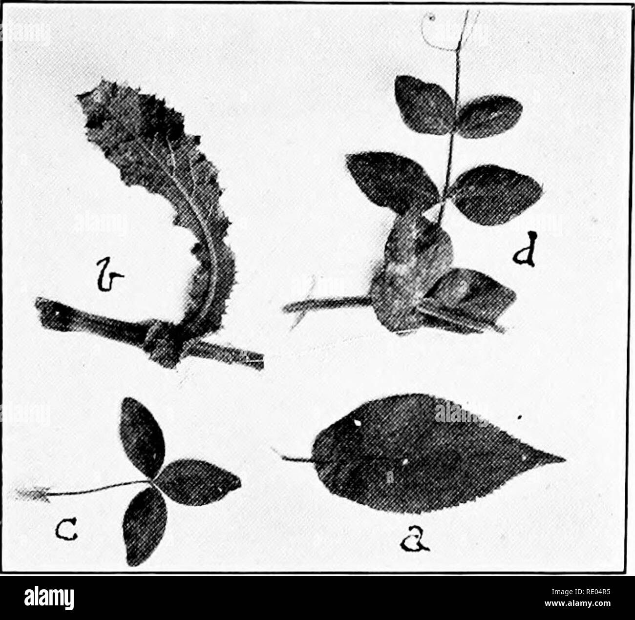 Parts Of A Compound Leaf