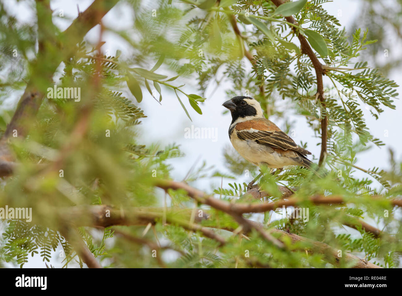 Sociable Weaver - Philetairus socius, common beautiful weawer from ...