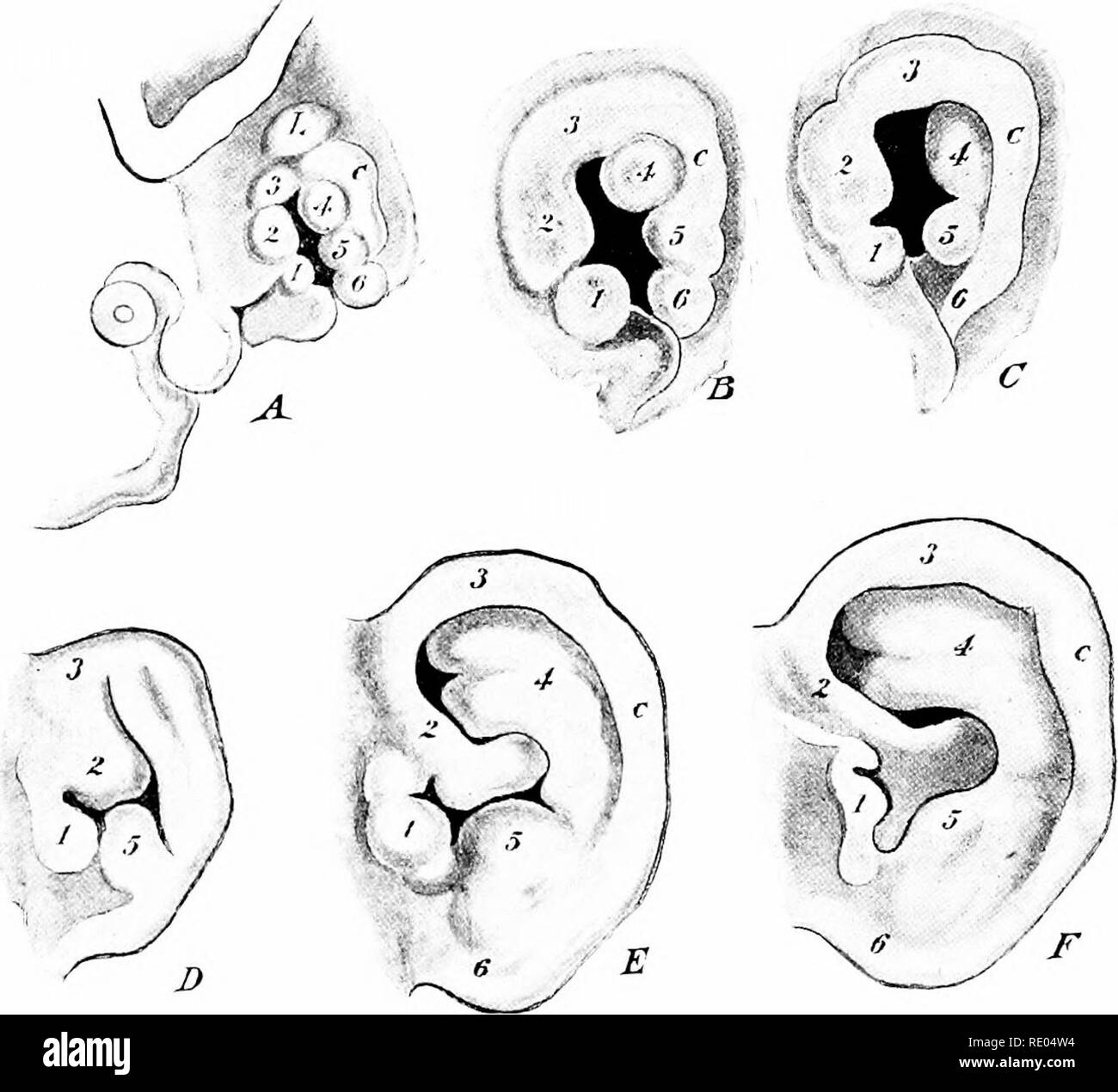 Embryology Of Ear SOLUTION: Development Of Ear Embryology Studypool