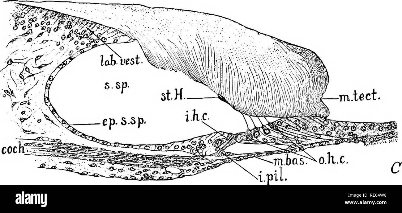 Pig fetus hi-res stock photography and images - Alamy