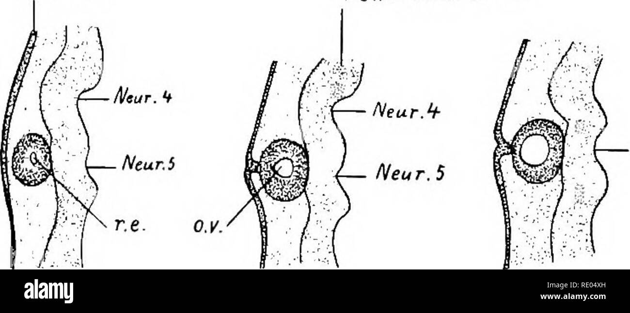 Human brain development from embryo hi-res stock photography and images ...