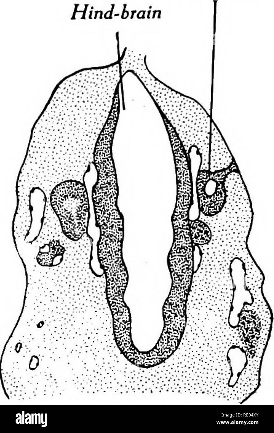 . A laboratory manual and text-book of embryology. Embryology. Otic ...