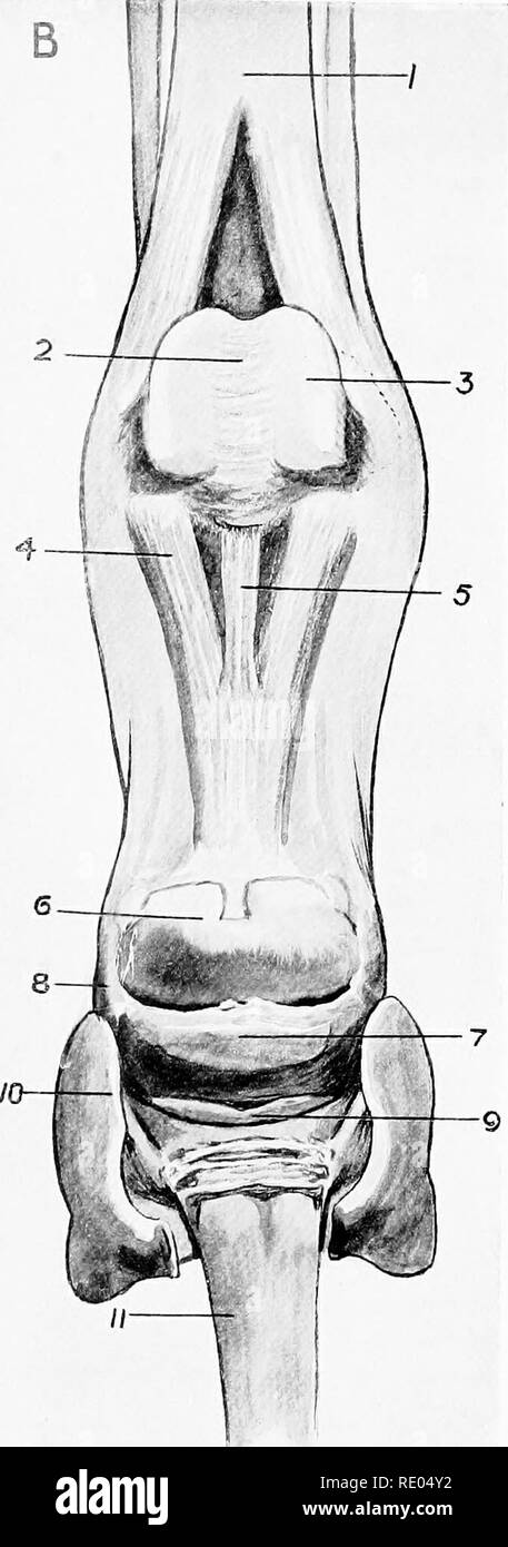 . The surgical anatomy of the horse ... Horses. Plate XXVIII.—The ...