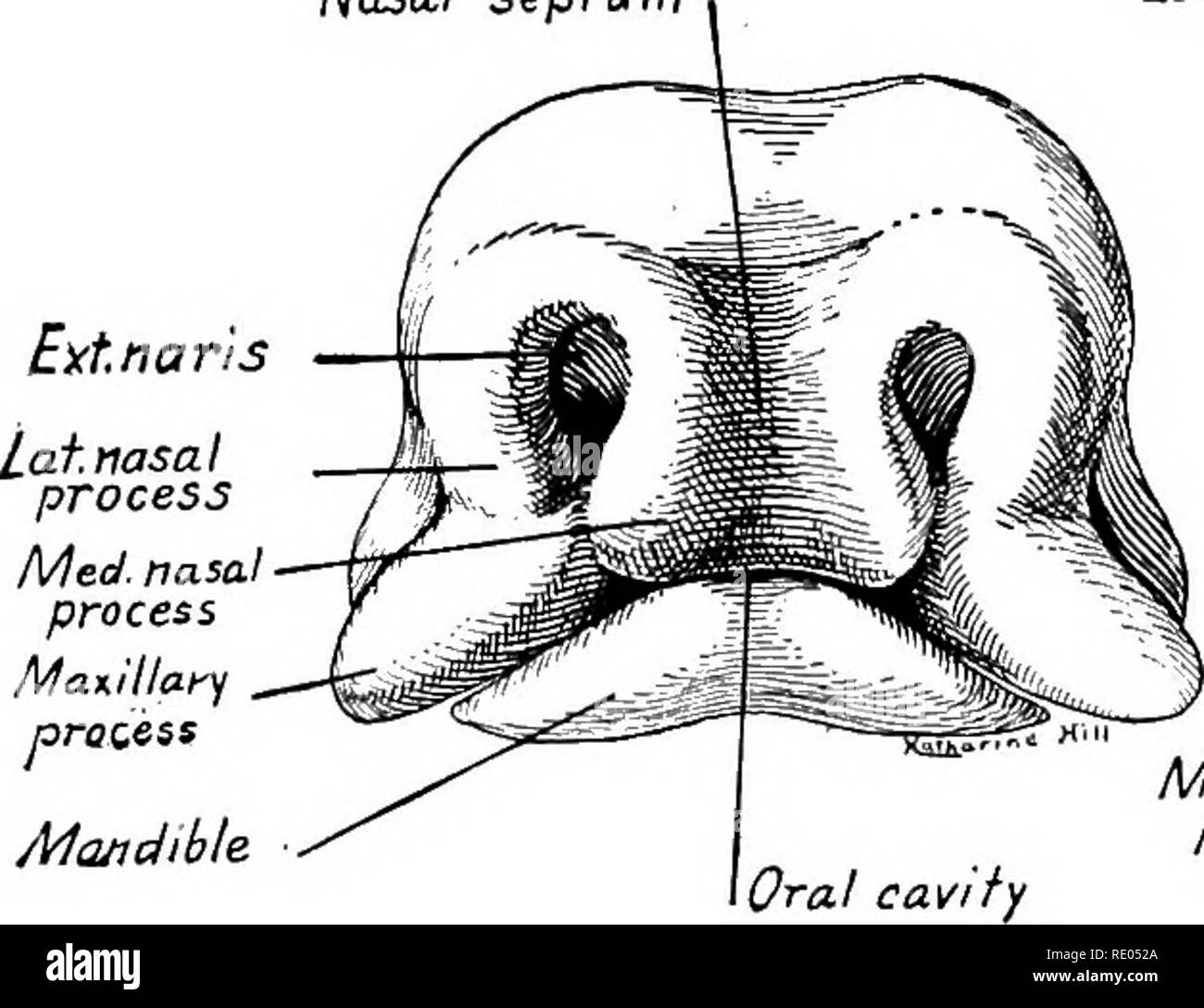 . A laboratory manual and text-book of embryology. Embryology. 37° THE ...