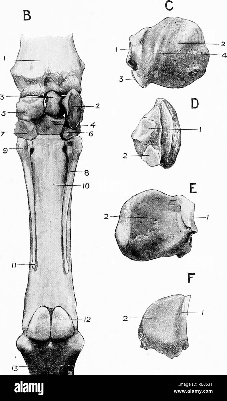 . The surgical anatomy of the horse ... Horses. Plate XVI.—Carpal A ...