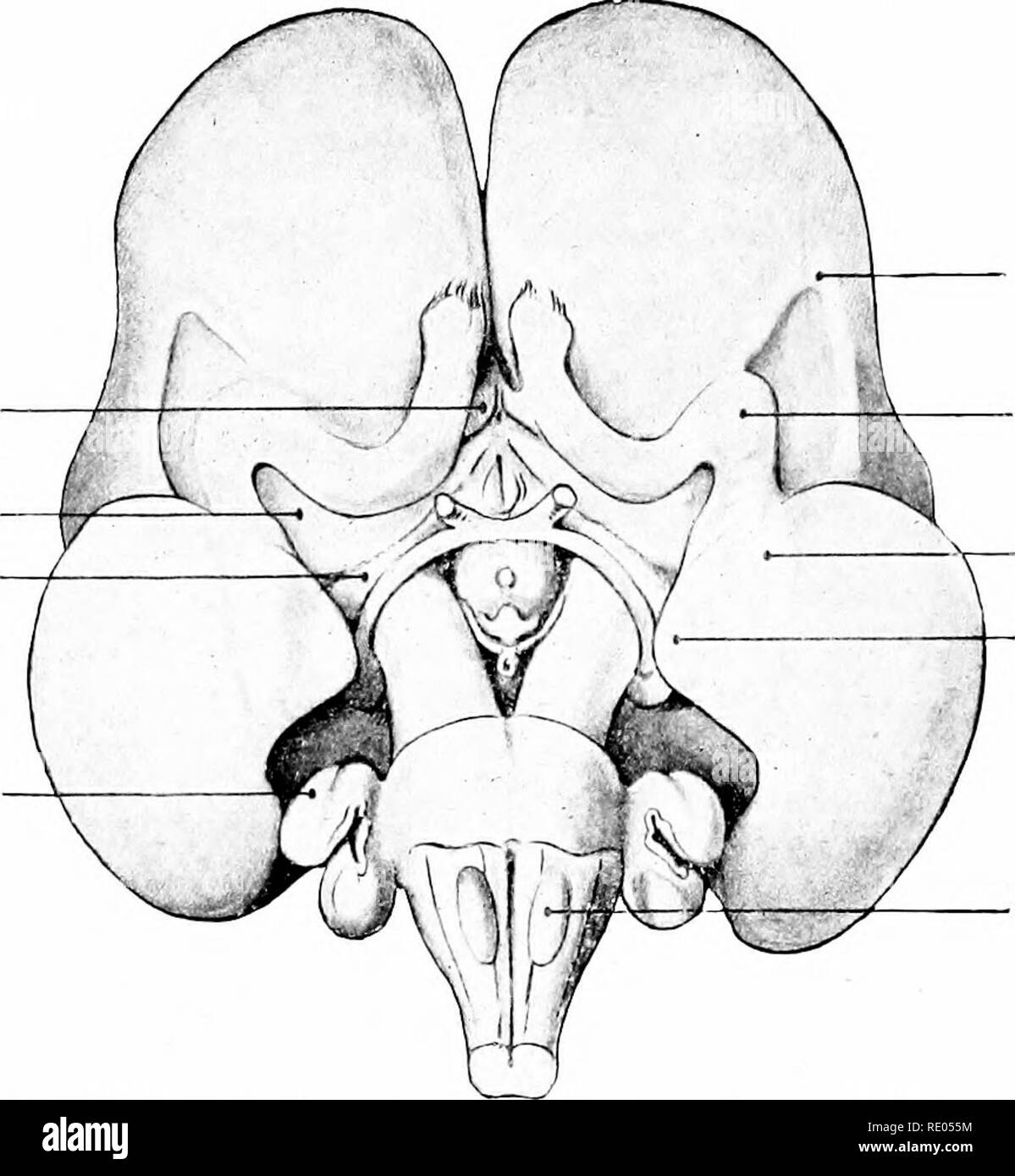 Central Sulcus High Resolution Stock Photography and Images - Alamy