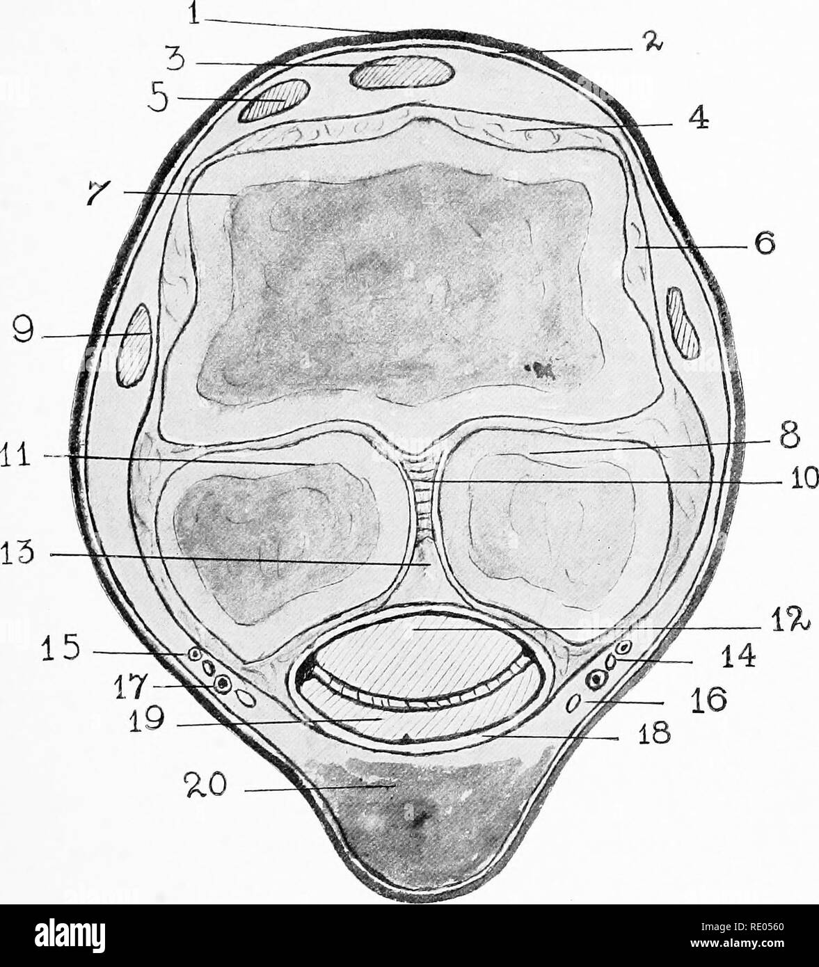 Common plantar digital hi-res stock photography and images - Alamy