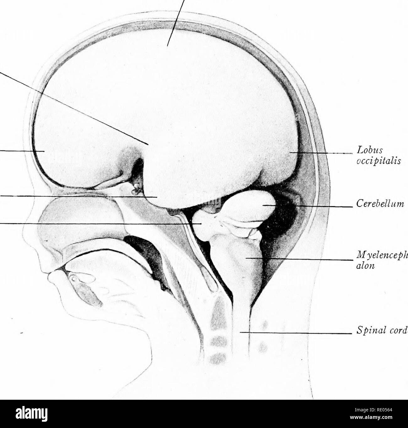 Lamina Terminalis High Resolution Stock Photography and Images - Alamy