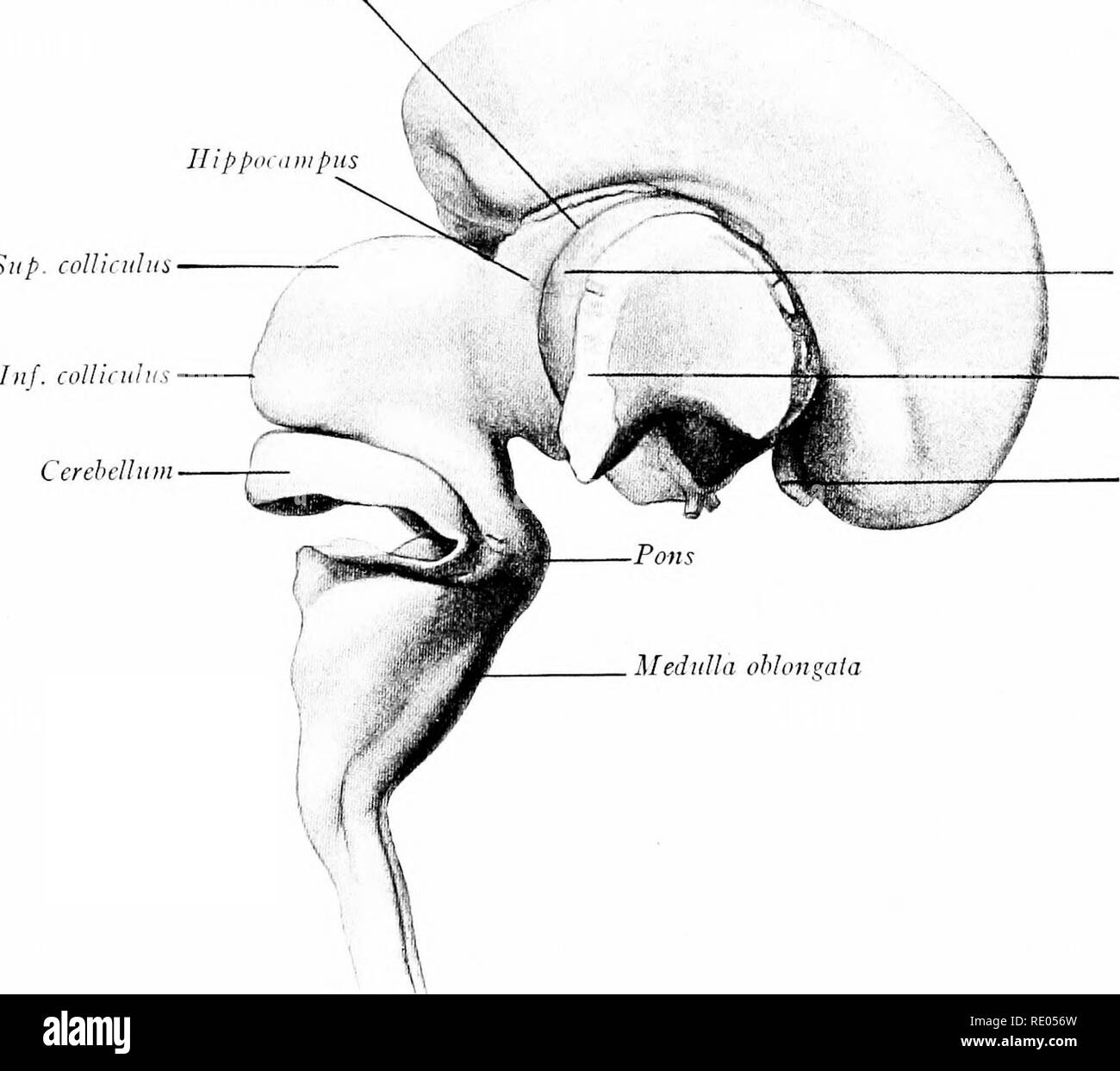 Telencephalon Black and White Stock Photos & Images - Alamy