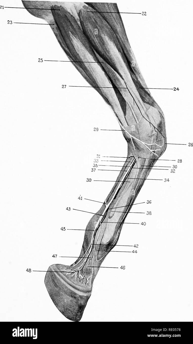 Ulnar extensor muscle Black and White Stock Photos & Images - Alamy
