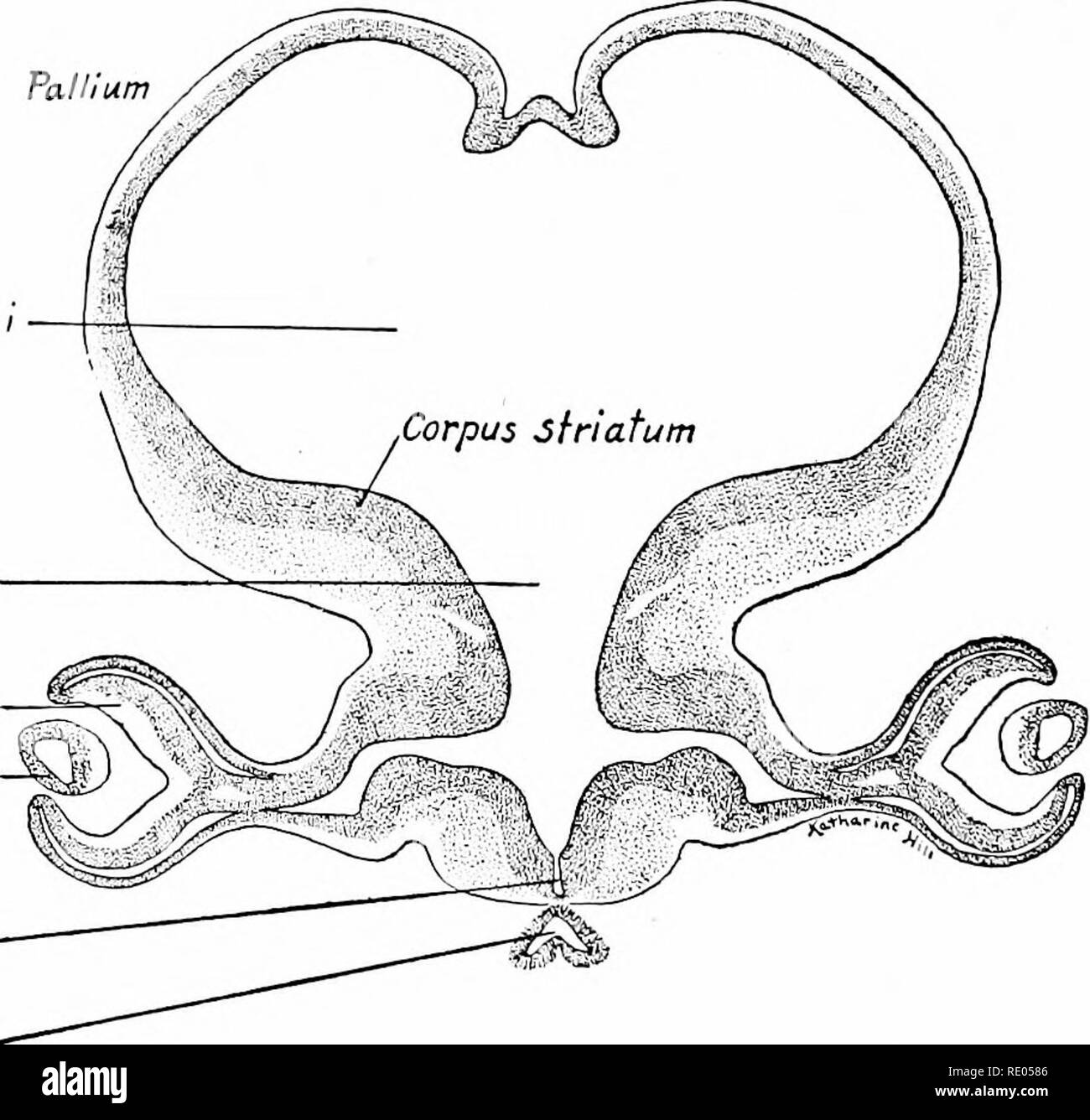. A laboratory manual and text-book of embryology. Embryology ...