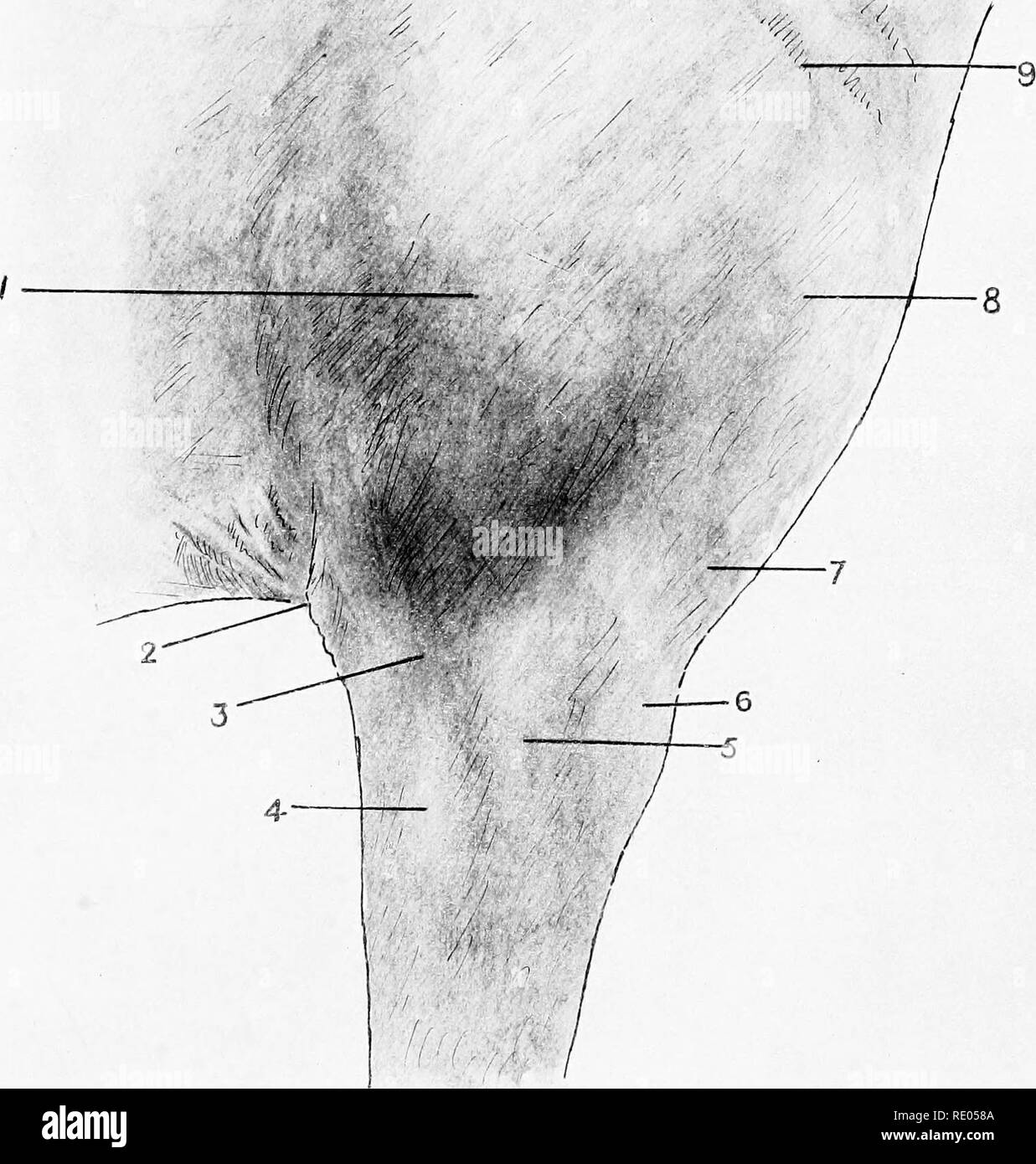 . The surgical anatomy of the horse ... Horses. 4-. Plate I.—Outer ...