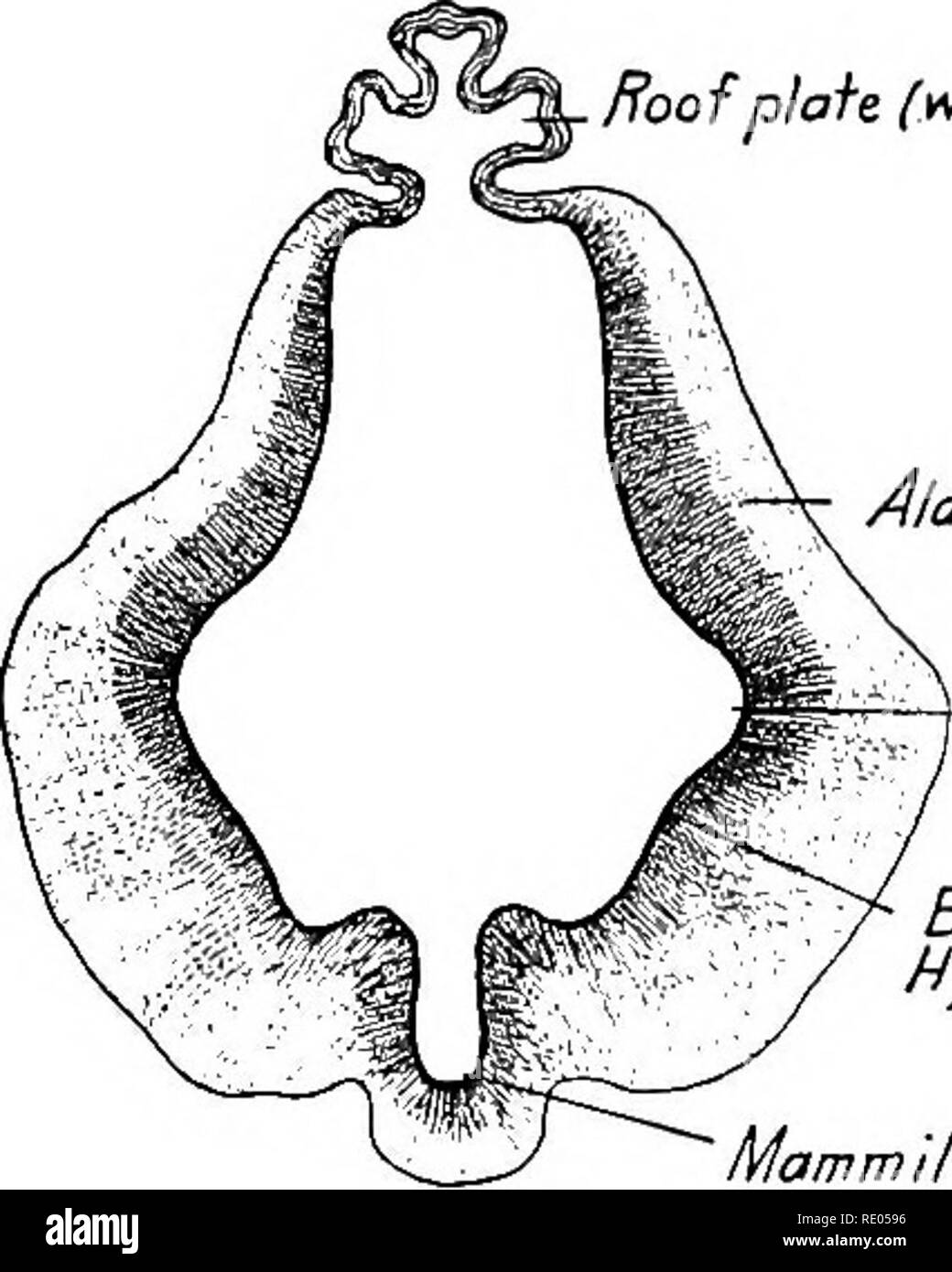 Basal cells layers Black and White Stock Photos & Images - Alamy