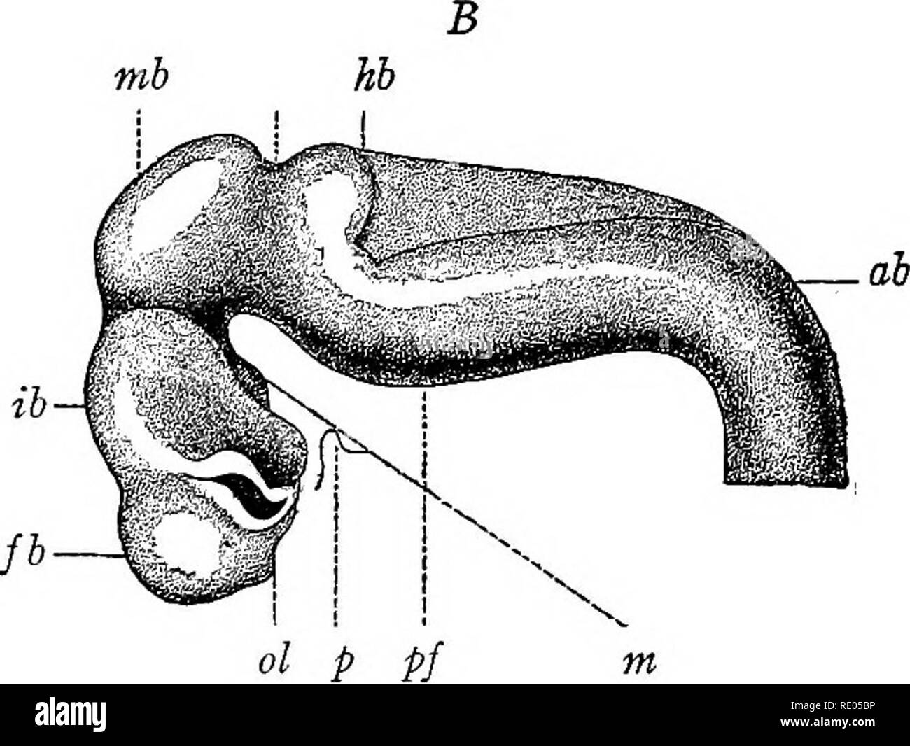 Seven day embryo hi-res stock photography and images - Alamy